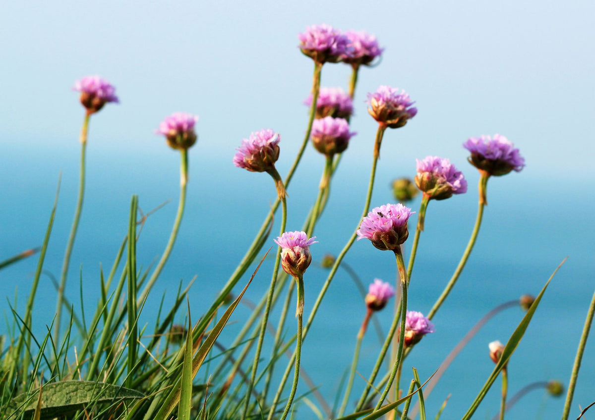 Cornish Inspired Plant Mixes – Plants of Cornwall