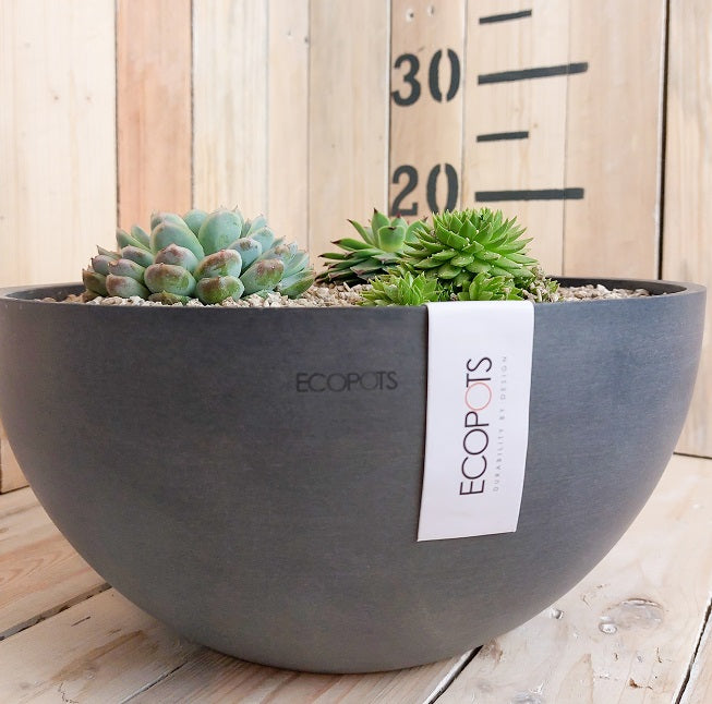 Plant & Pot – Plants of Cornwall