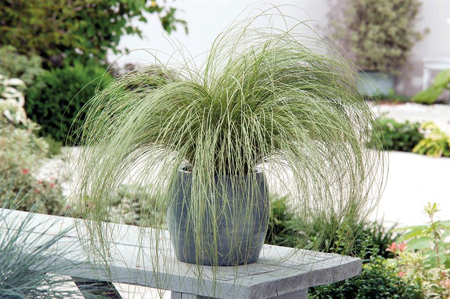 Grasses – Plants of Cornwall