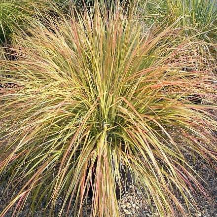Top 10 Plants - Cornish Coastal Gardens – Plants of Cornwall