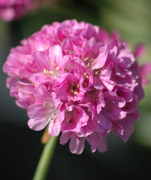 Cornish Inspired Plant Mixes – Plants of Cornwall