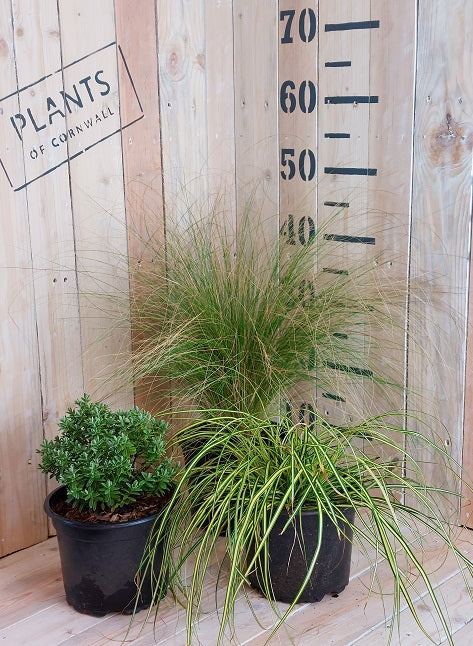 Cornish Inspired Plant Mixes – Plants of Cornwall